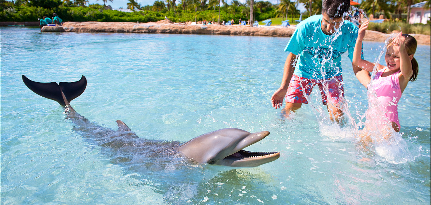 Sunrise with Dolphins | Dolphin Experience | Atlantis Bahamas