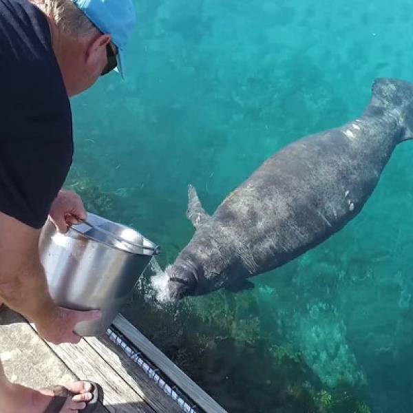 Manatee Rescue