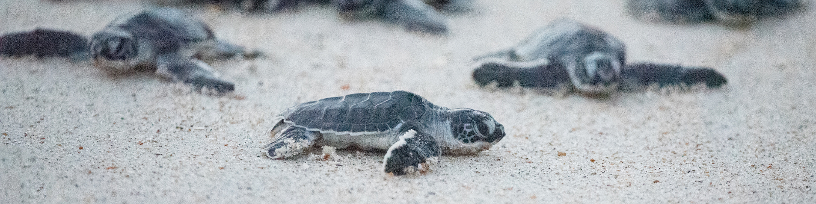 Green Turtle Hatchlings