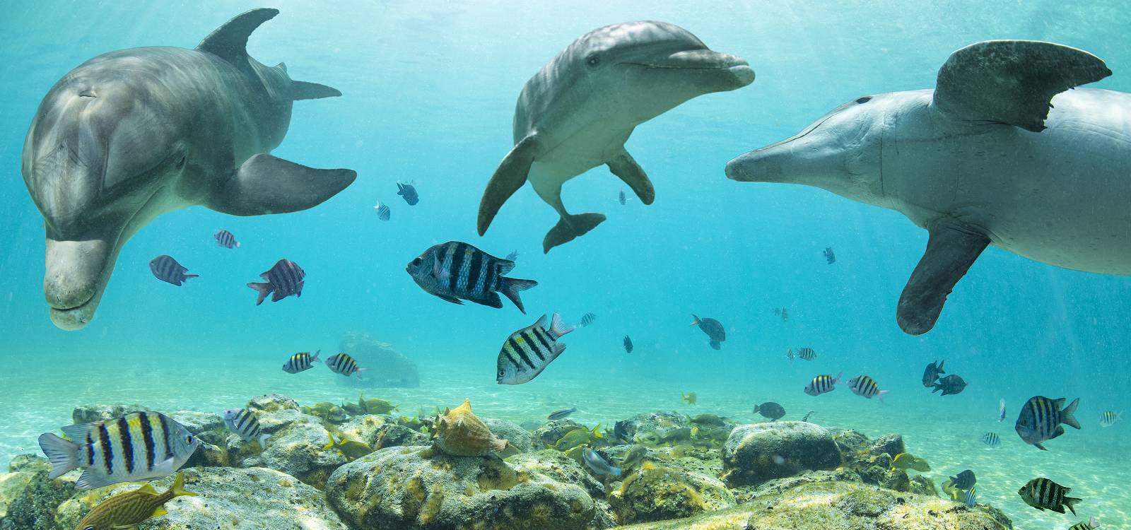 Pod Stories | Bahamas Dolphins | Atlantis Paradise Island