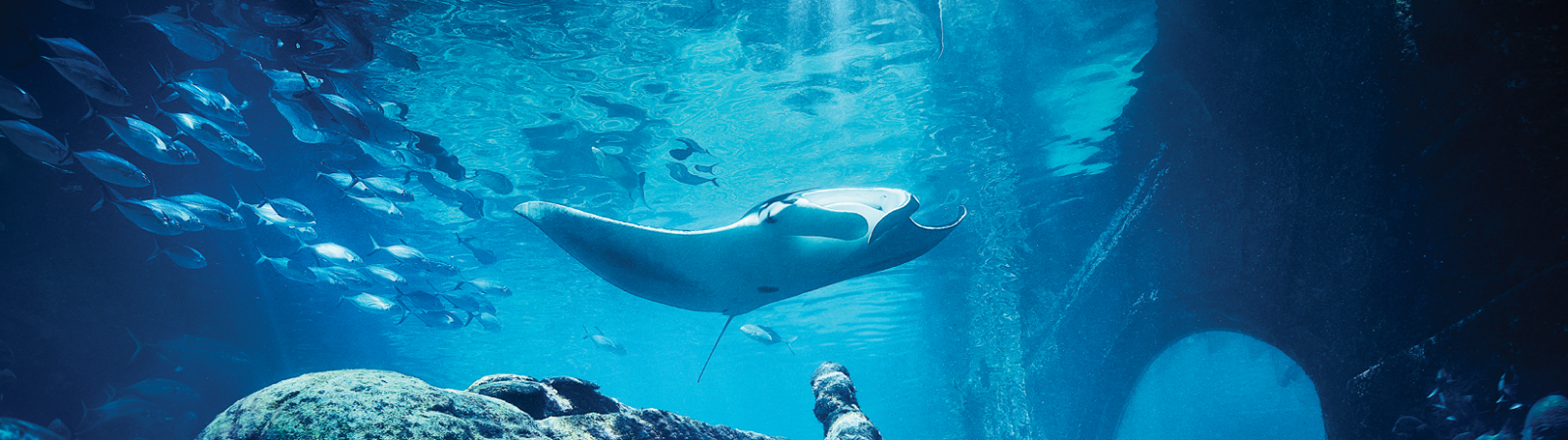 Ray Of Hope | Blue Atlantis | Atlantis Paradise Island