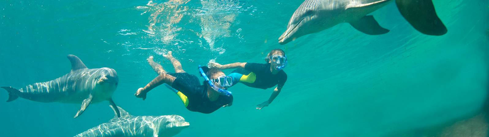 Deep Water Dolphin Swim | Snorkel with Dolphins | Atlantis Bahamas