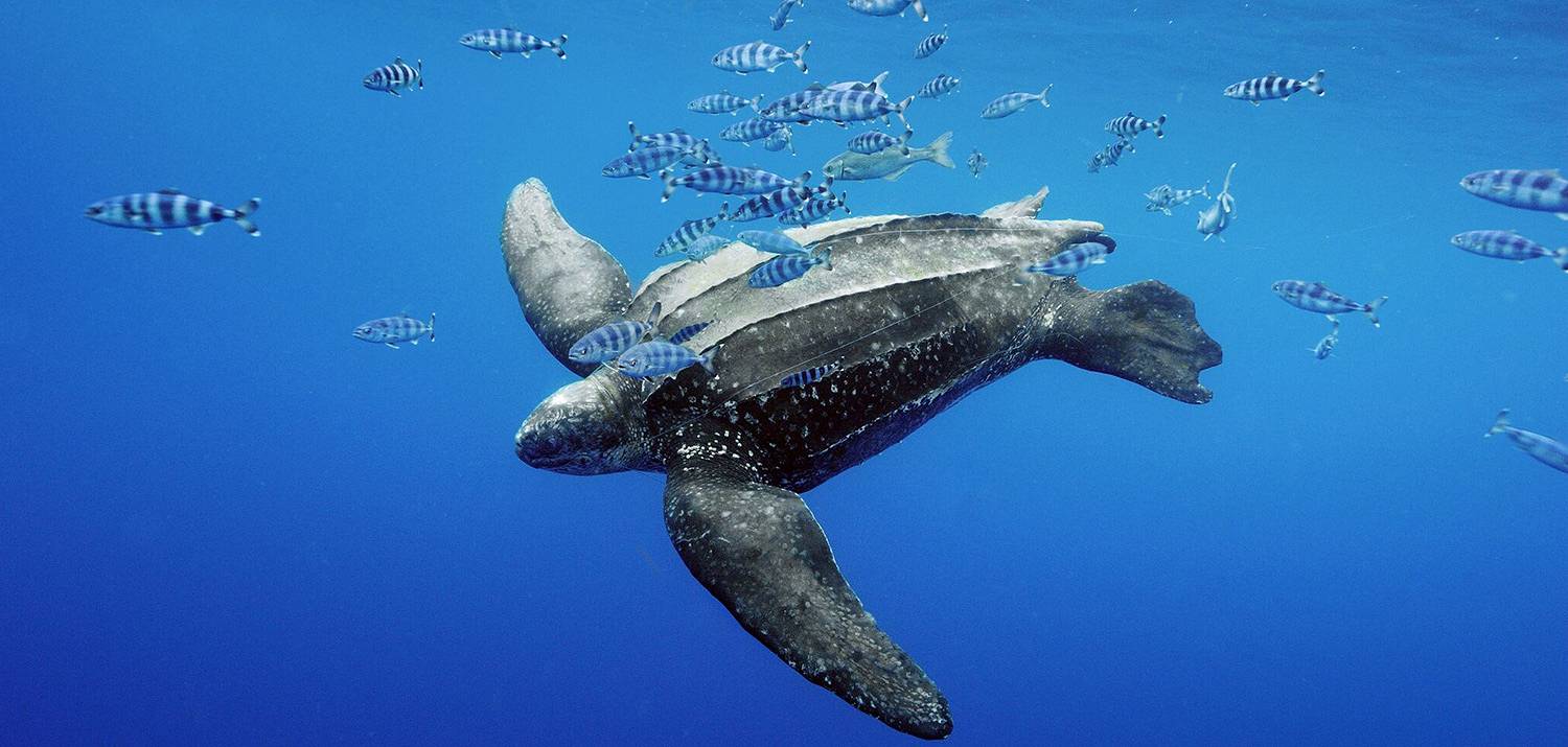 Tour de Turtles Race | Atlantis Sponsors | Atlantis Bahamas