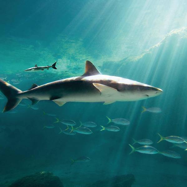 Shark Awareness | Caribbean reef shark | Atlantis Bahamas