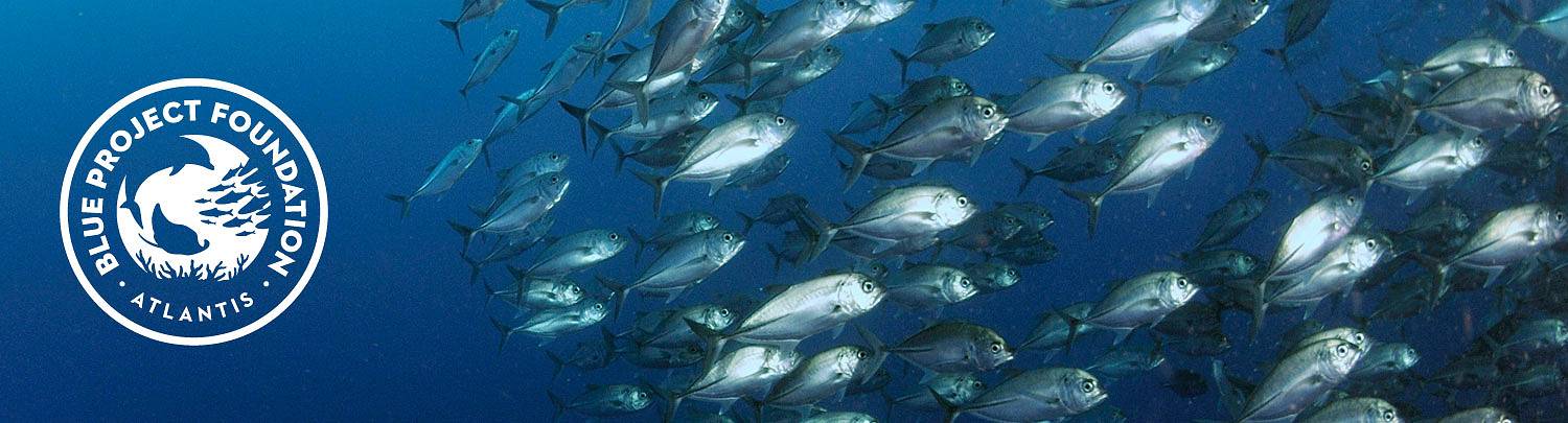 The Blue Project | Protect Marine Wildlife | Atlantis Bahamas